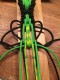 The Lizard | Swiss Paracord GmbH